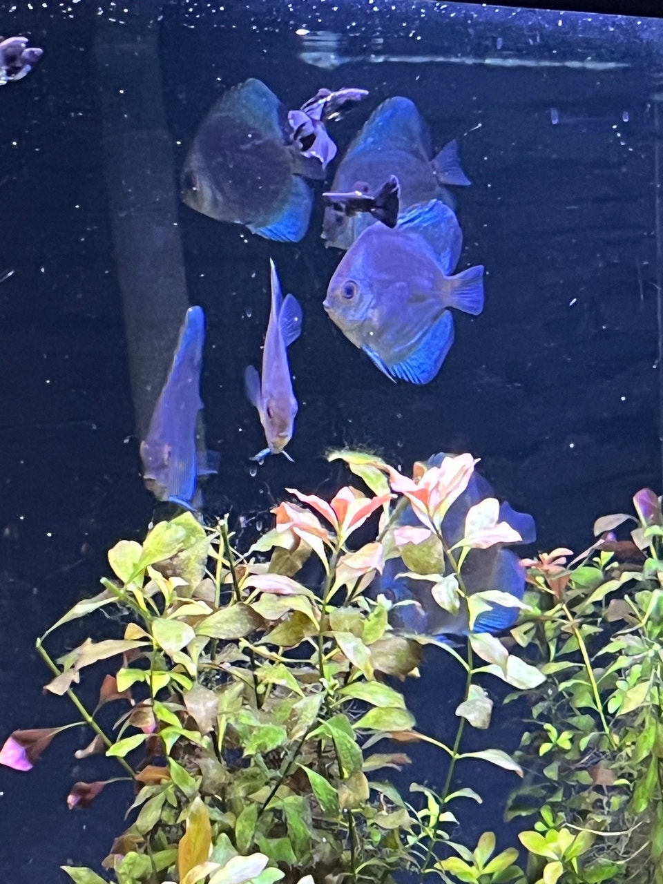 discus blue diamond | Fish for Rehoming | Longueuil / South Shore ...