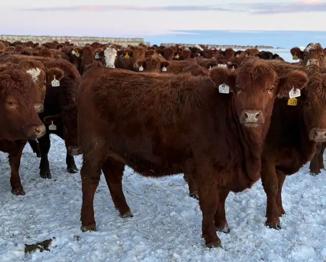 Red Simmental/Angus Bred Heifers | Livestock | Banff / Canmore | Free ...