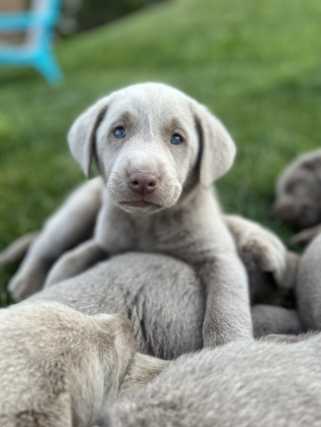 Silver and Chocolate Purebred Lab Puppies | Dogs & Puppies for Rehoming ...