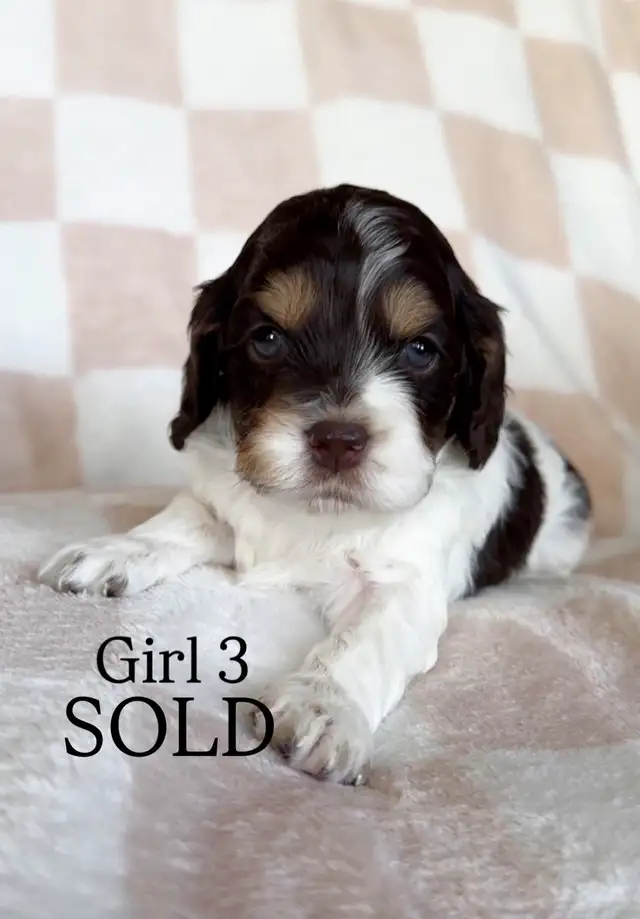 Cockapoo Puppies | Dogs & Puppies for Rehoming | Grande Prairie | Free ...