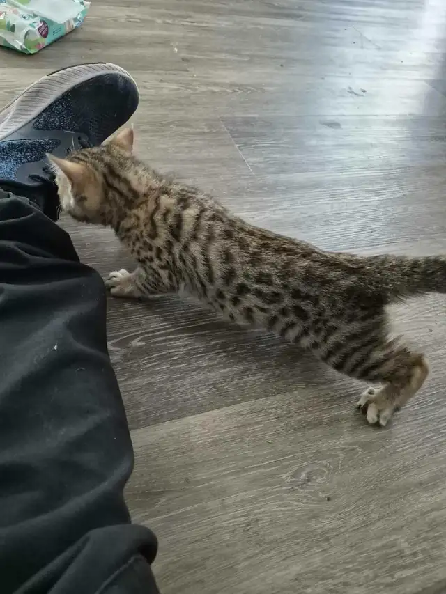 chaton Bengale | Cats & Kittens for Rehoming | Sherbrooke | Free local ...