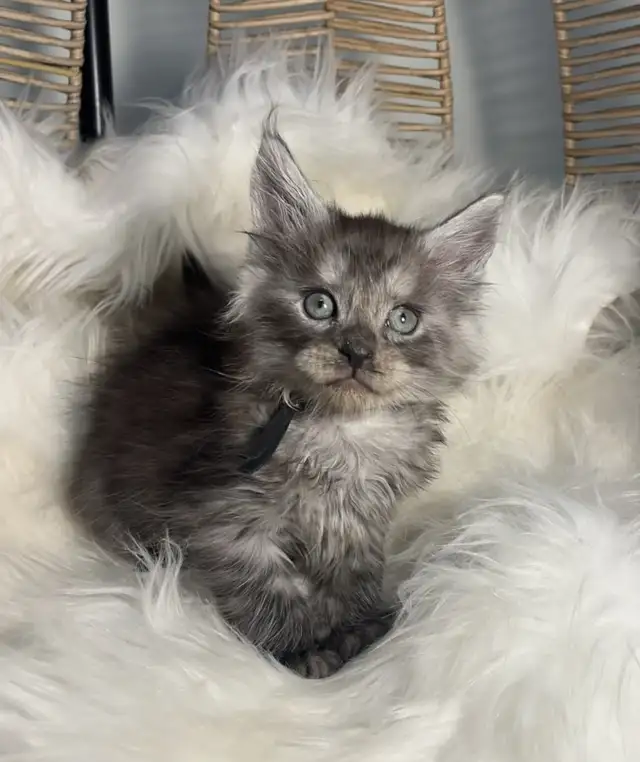 Chatons Maine Coon pure race | Velvet Whiskers | Nés 29 nov | Cats ...