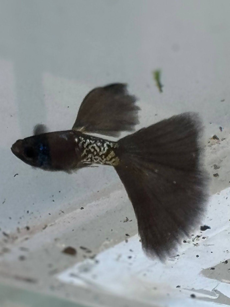 Dumbo, platinum, and black metal lace guppies for Trade | Fish for ...