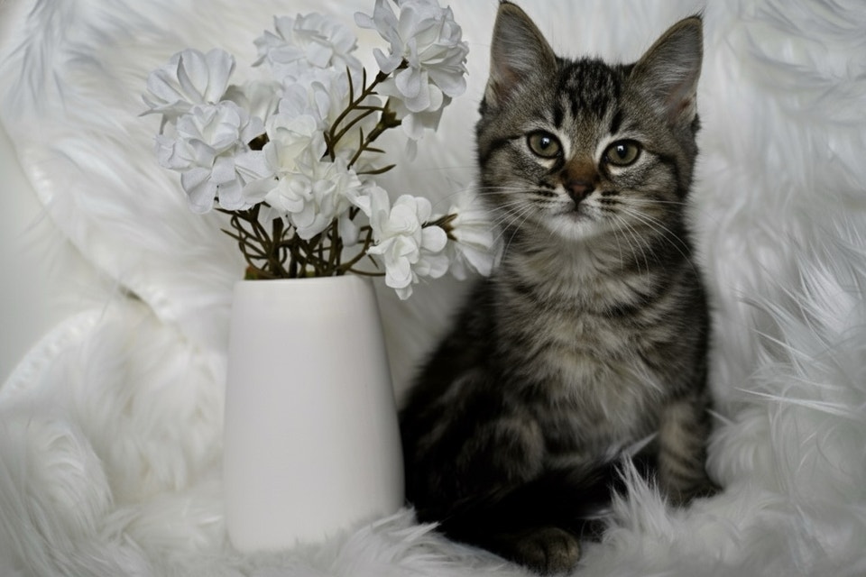 ragdoll kittens | Cats & Kittens for Rehoming | Delta/Surrey/Langley ...