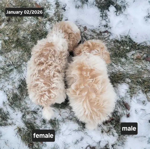 ️Pure Apricot Tuxedo Parti Toy Poodle ️ | Dogs & Puppies for Rehoming ...