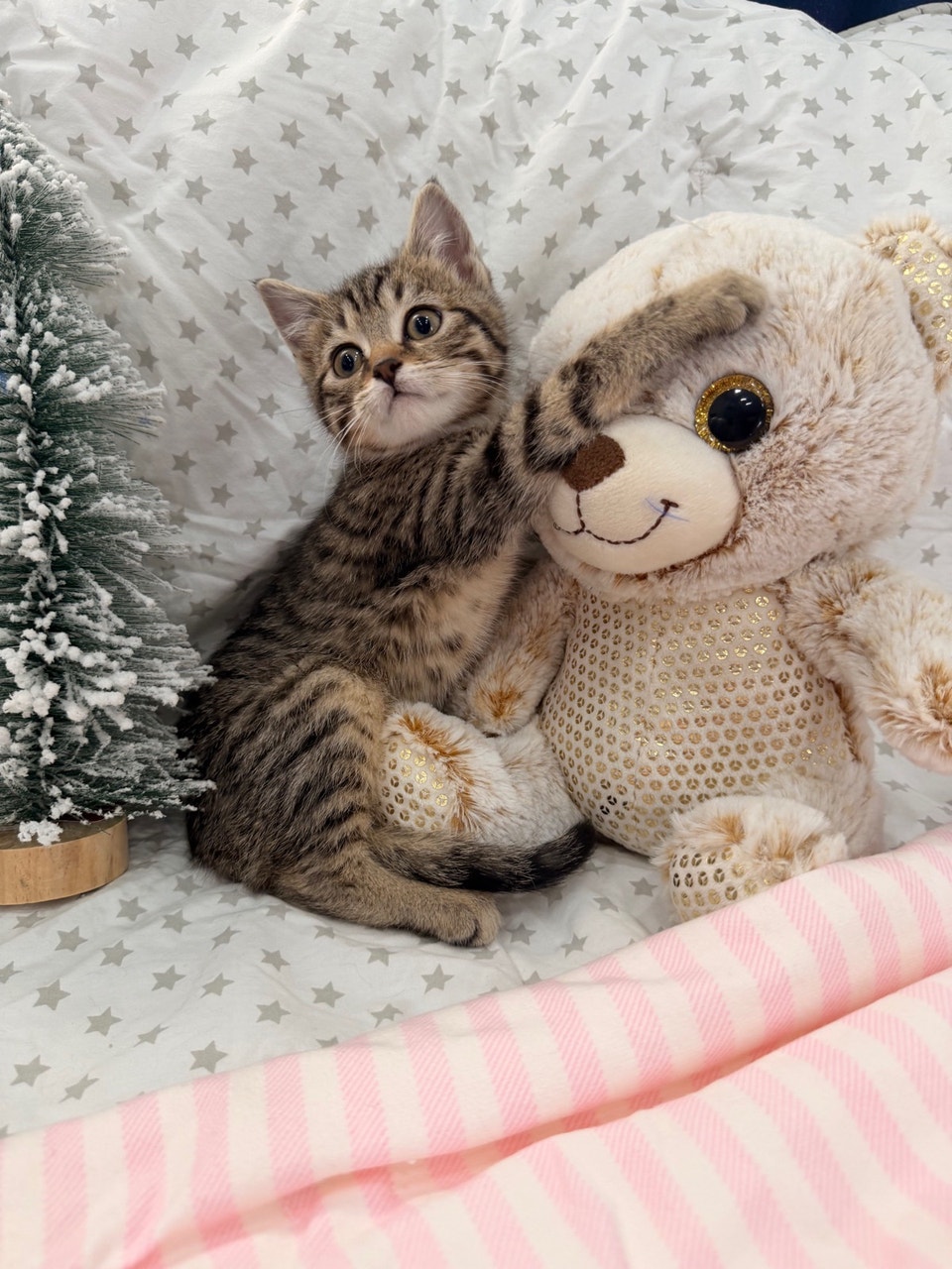 ️ Bengal’s x Siberian Kittens ️ 647- 317-3181 | Cats & Kittens for ...