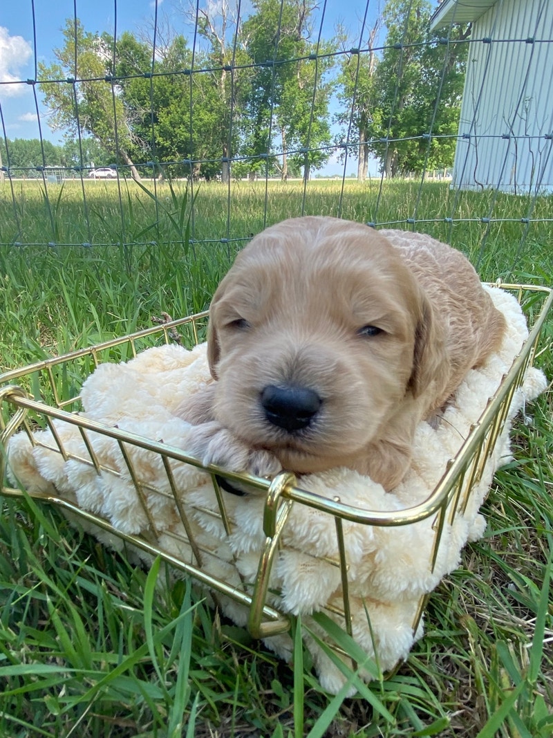 F1b Medium Goldendoodle puppies | Dogs & Puppies for Rehoming ...