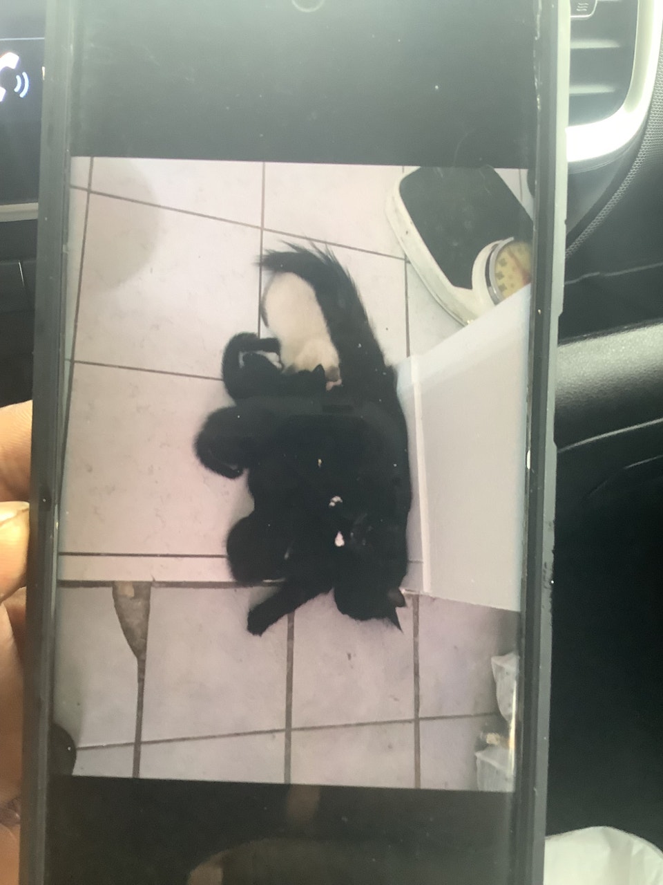 BEAUTIFUL KITTENS FOR SALE | Cats & Kittens for Rehoming | Hamilton ...