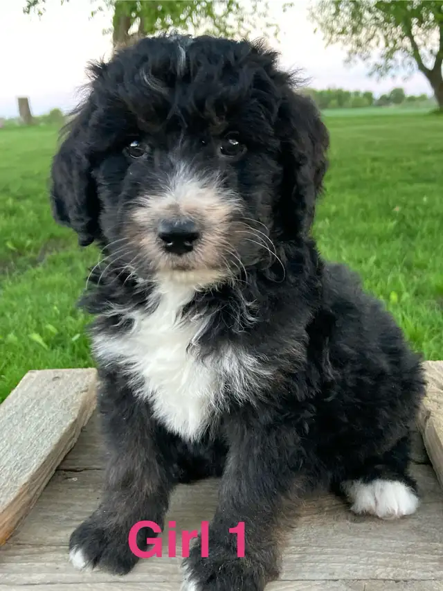 Beautiful Bernedoodle Puppies | Dogs & Puppies for Rehoming | Pembroke ...