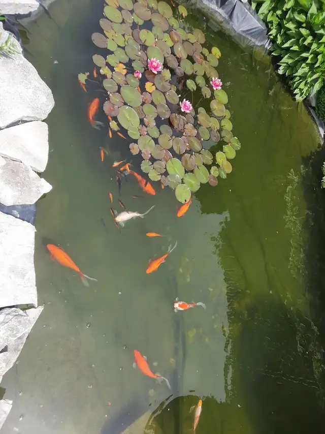 Bébé poissons rouges à vendre | Fish for Rehoming | Longueuil / South ...