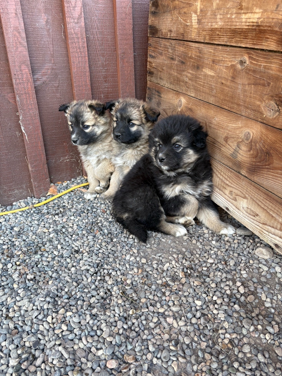 American Eskimo cross puppies | Dogs & Puppies for Rehoming ...