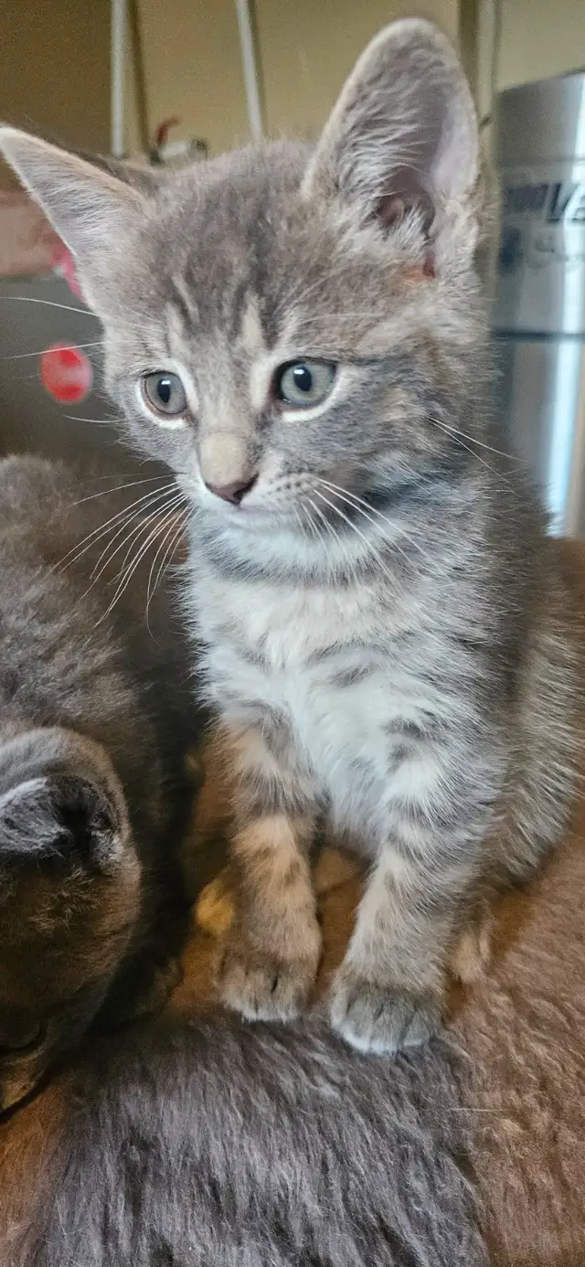 Adorables petits chatons colleux ! | Cats & Kittens for Rehoming ...