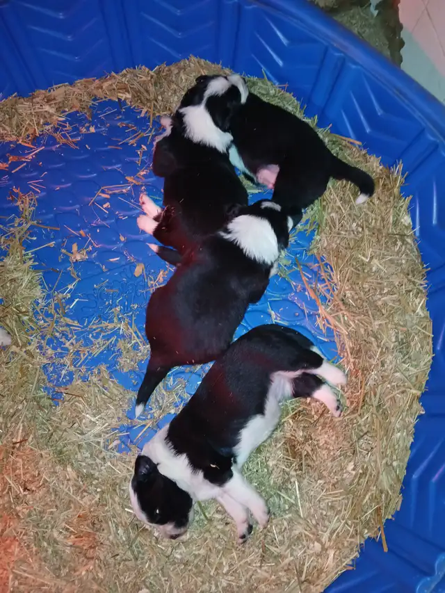 Chiots/adultes border collie et berger australien mini et toy | Dogs ...