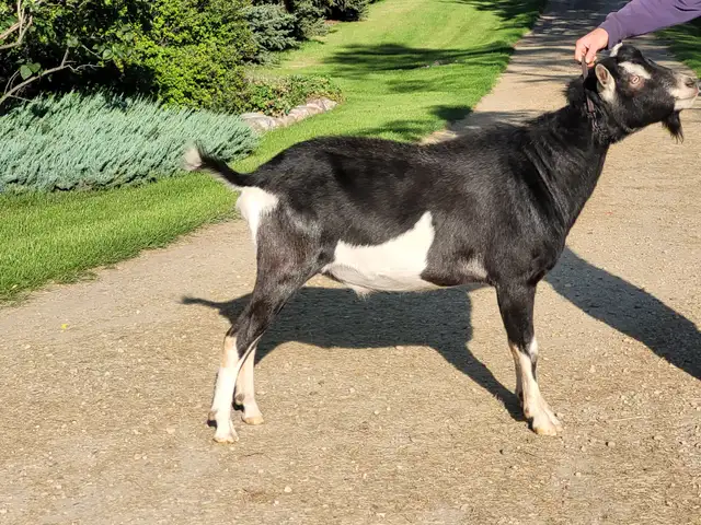 Alpine doelings and one coming 2 Feb. | Livestock | Edmonton | Free ...