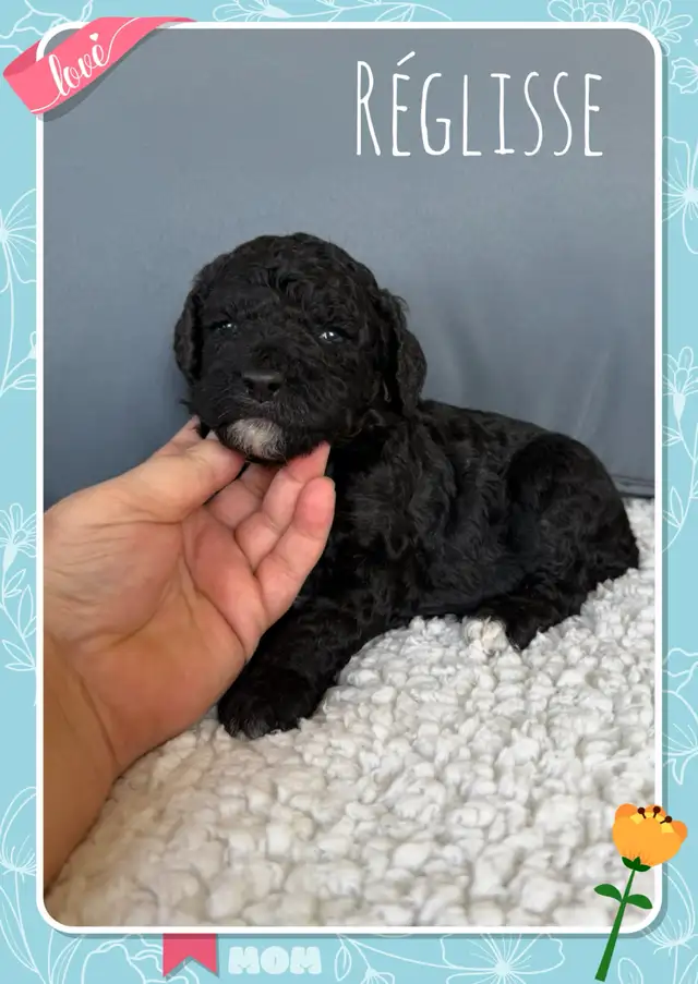 splendides chiots cockapoo f1 B : hypoallergène | Dogs & Puppies for ...
