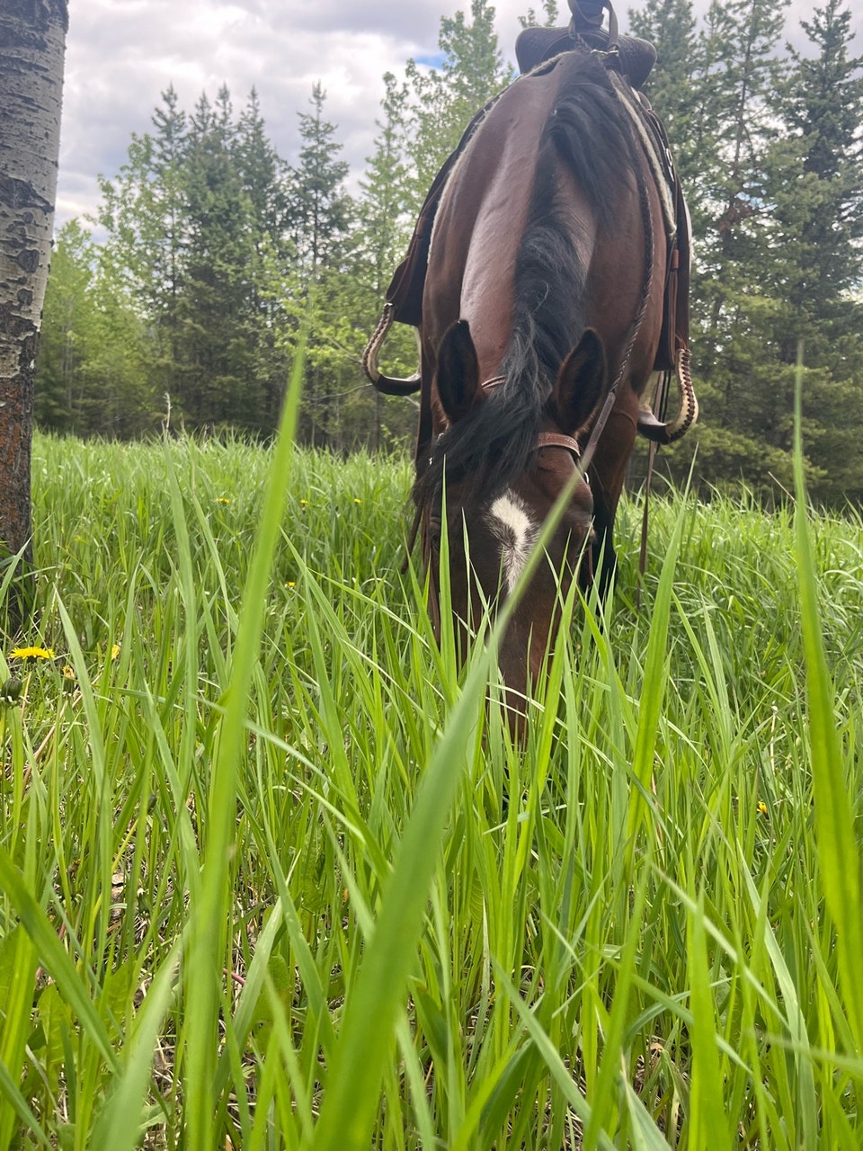 tune ups and more ! | Horses & Ponies for Rehoming | Burns Lake | Free ...