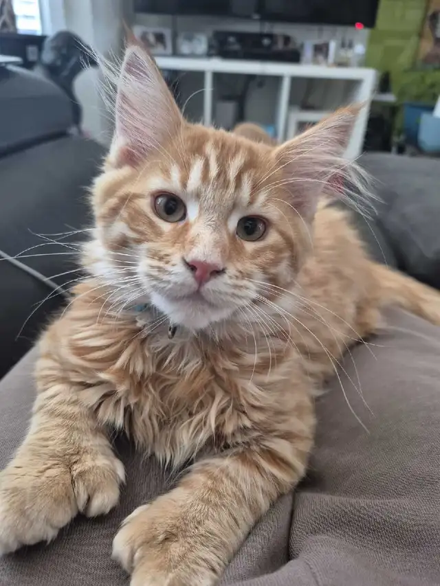 Nain coon | Cats & Kittens for Rehoming | Longueuil / South Shore ...