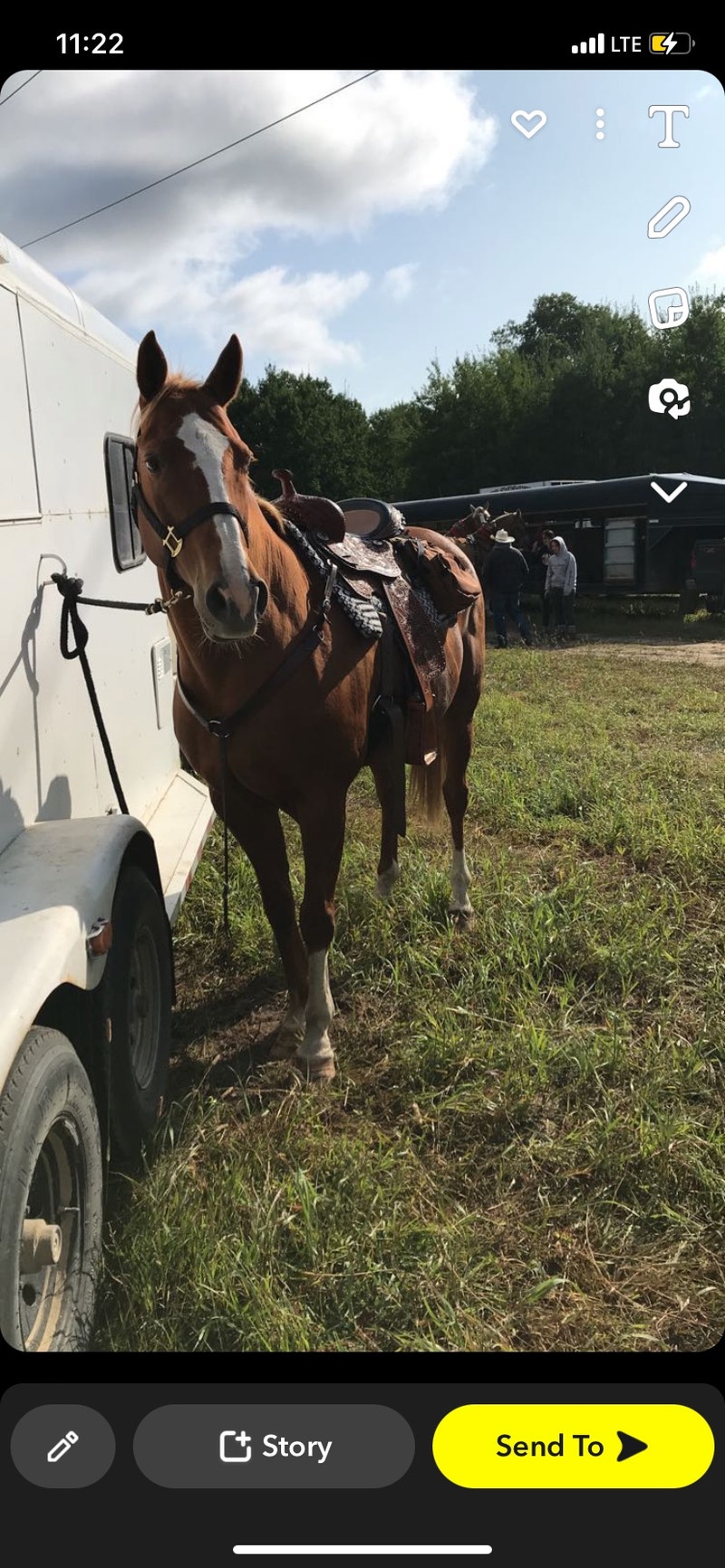 WELL BROKE MARE -PERFECT YOUTH HORSE | Horses & Ponies for Rehoming | Saskatoon | Kijiji