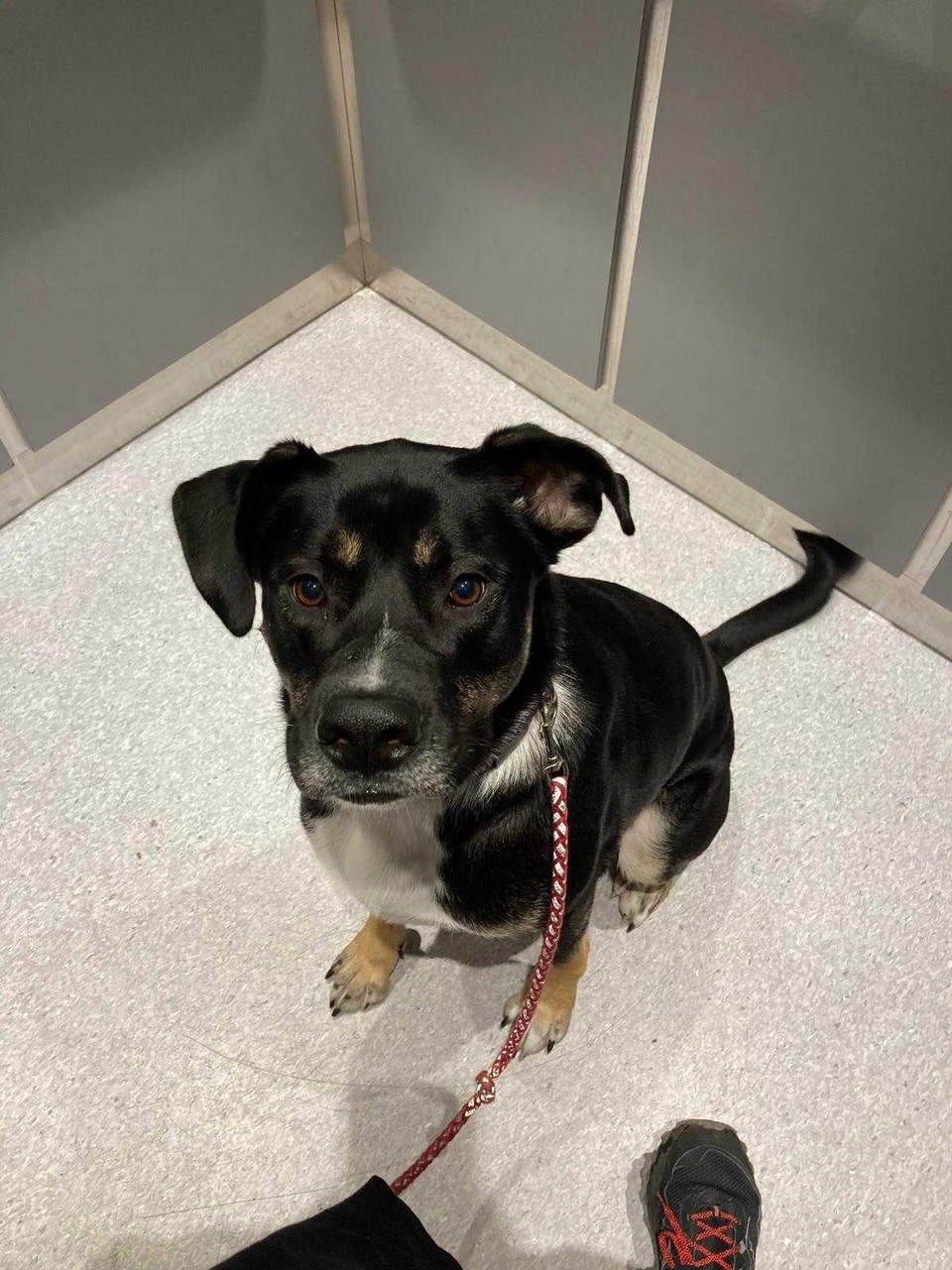 7-Year-Old Labrador / Boxer / German Shepherd Mix – Gentle, Trai | Dogs ...