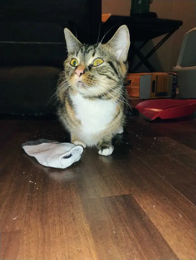 Female cat wants a new home | Cats & Kittens for Rehoming | Dartmouth ...