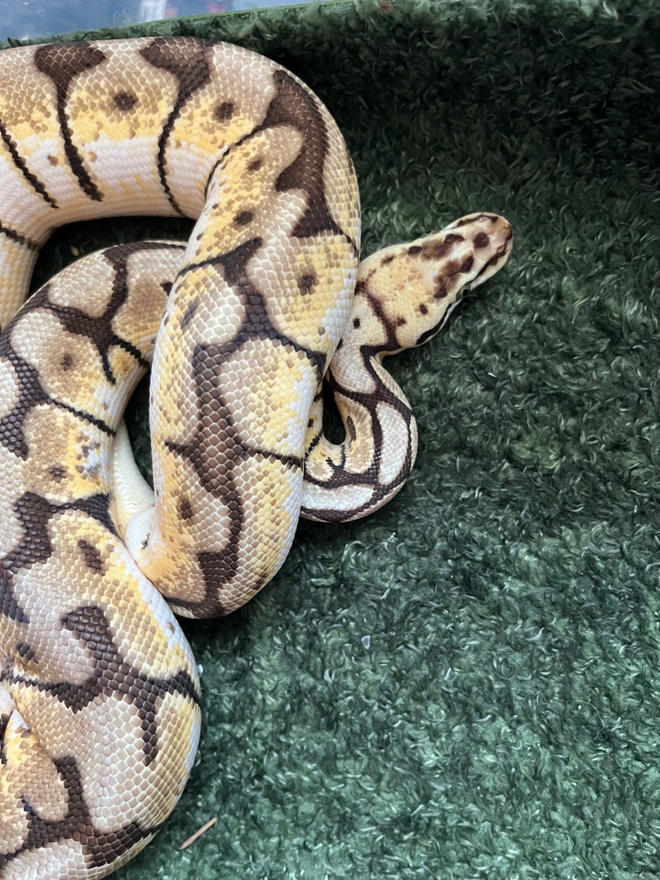 Male Python Royal /Ball Python Spider Pastel dl. Het Enhancer | Small ...