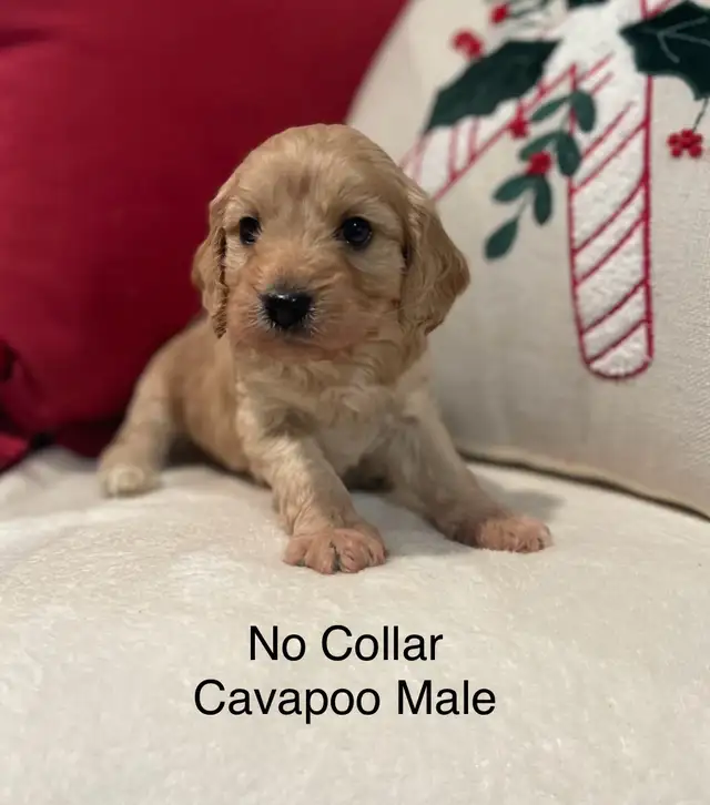 Christmas Cavapoo Puppies | Dogs & Puppies for Rehoming | Calgary ...