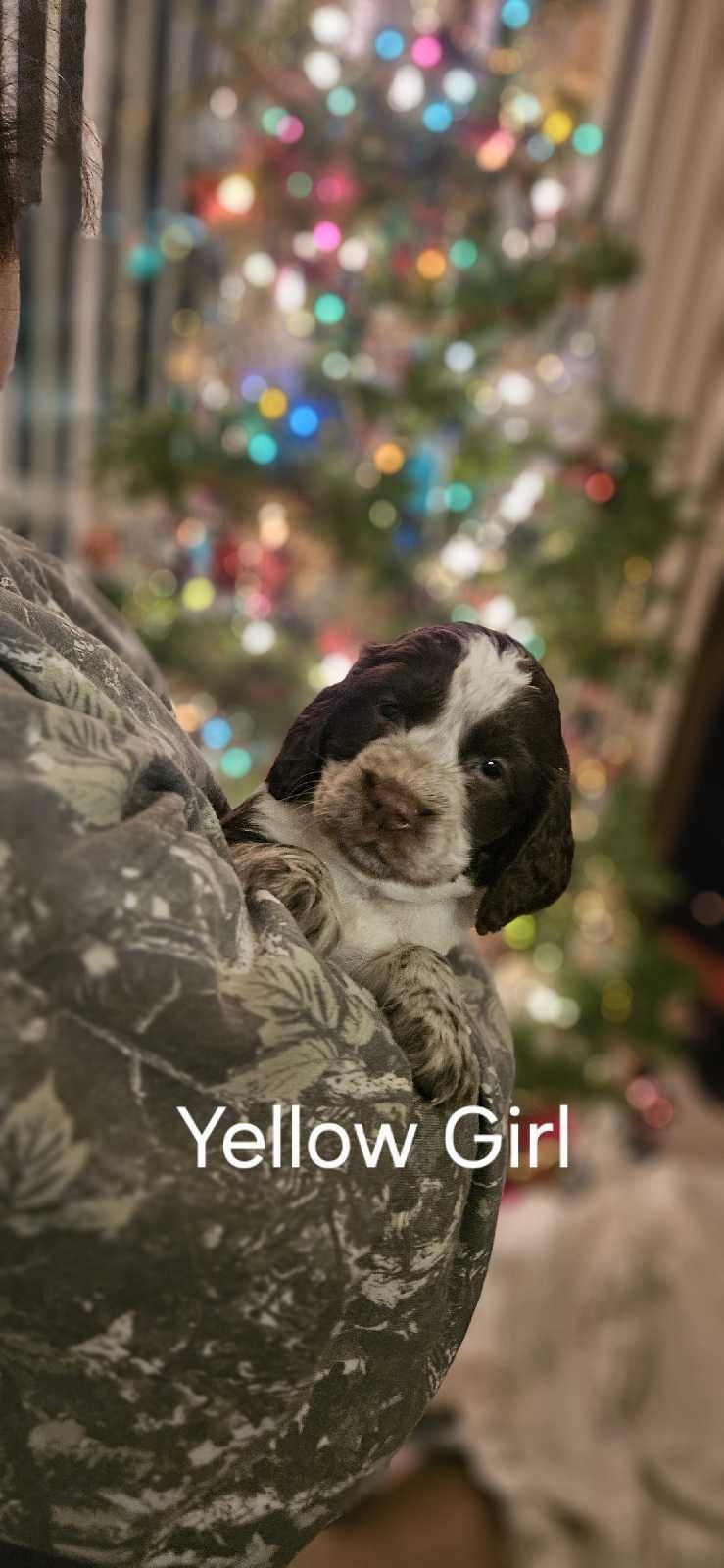 English Springer Spaniel Puppies looking for their new home | Dogs ...