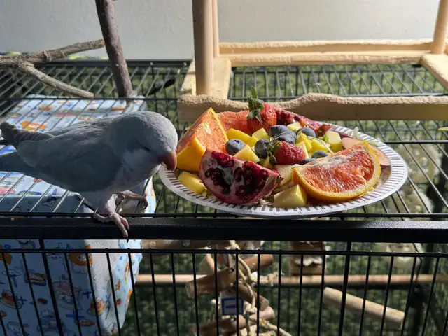 talkative Quaker blue color with xl cage | Birds for Rehoming | St ...