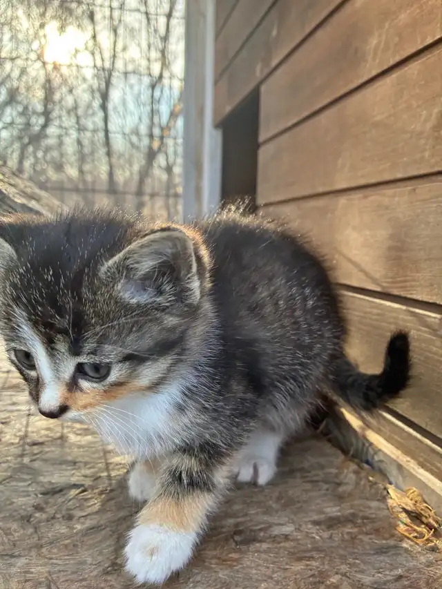 kitten needing a home | Cats & Kittens for Rehoming | Winnipeg | Free ...