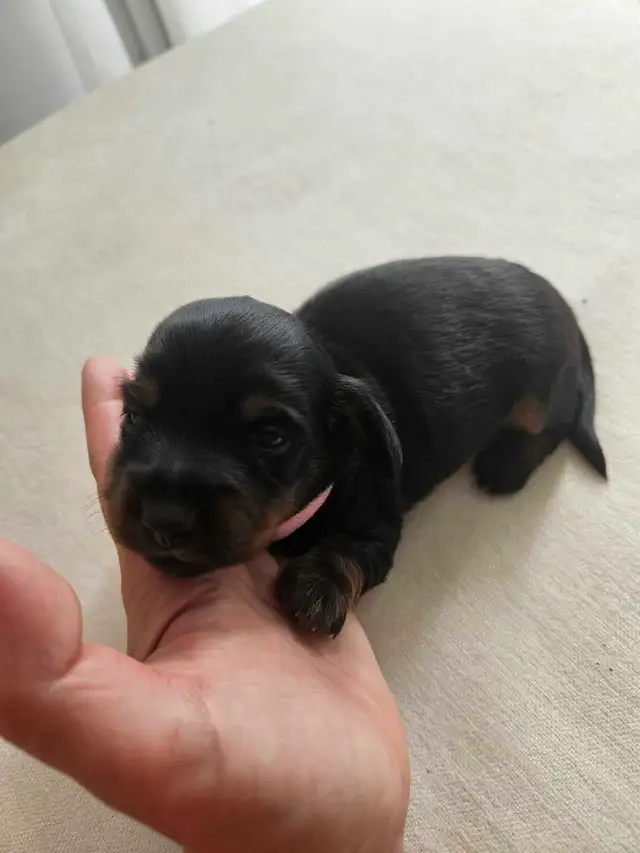 teckels miniatures poil long | Dogs & Puppies for Rehoming | Trois ...