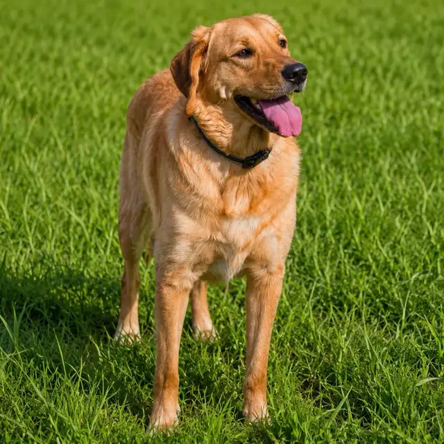 2 Golden Retriever Mix Puppies | Dogs & Puppies for Rehoming | Winnipeg ...