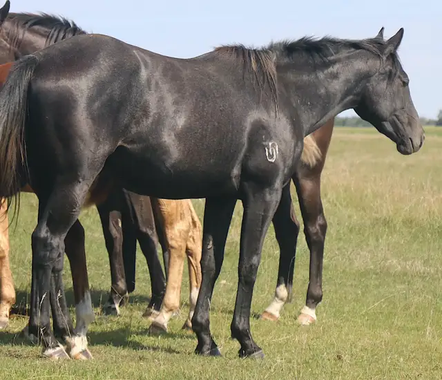Refined, very pretty, quick.Reining Prospect. | Horses & Ponies for ...
