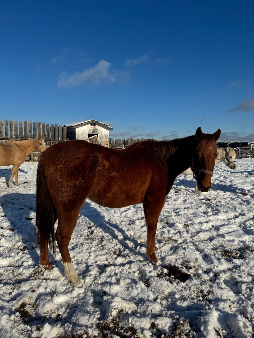 11 year old gelding | Horses & Ponies for Rehoming | Meadow Lake | Free ...