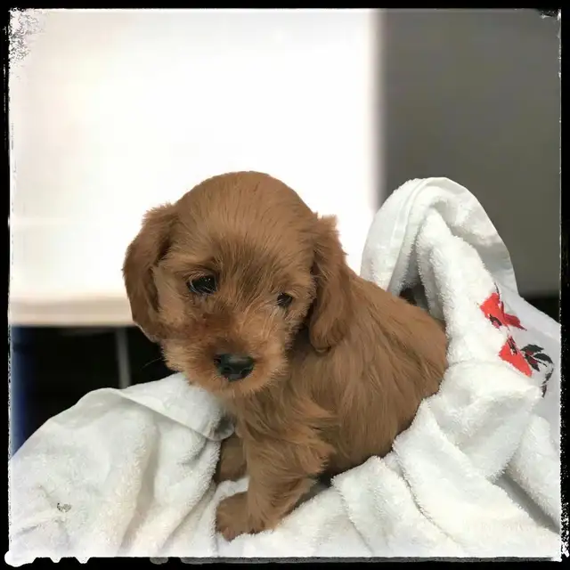 CAVAPOO PUPPIES - Adorable Males - Read Ad | Dogs & Puppies for ...
