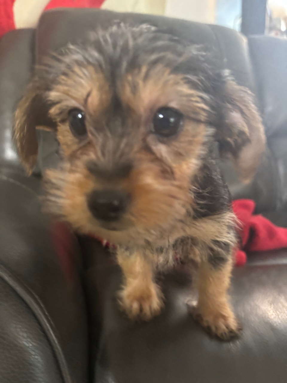 "Dorkie" Puppies Ready for Cuddles! (Mini Dachshund -yorkie) | Dogs & Puppies for Rehoming ...