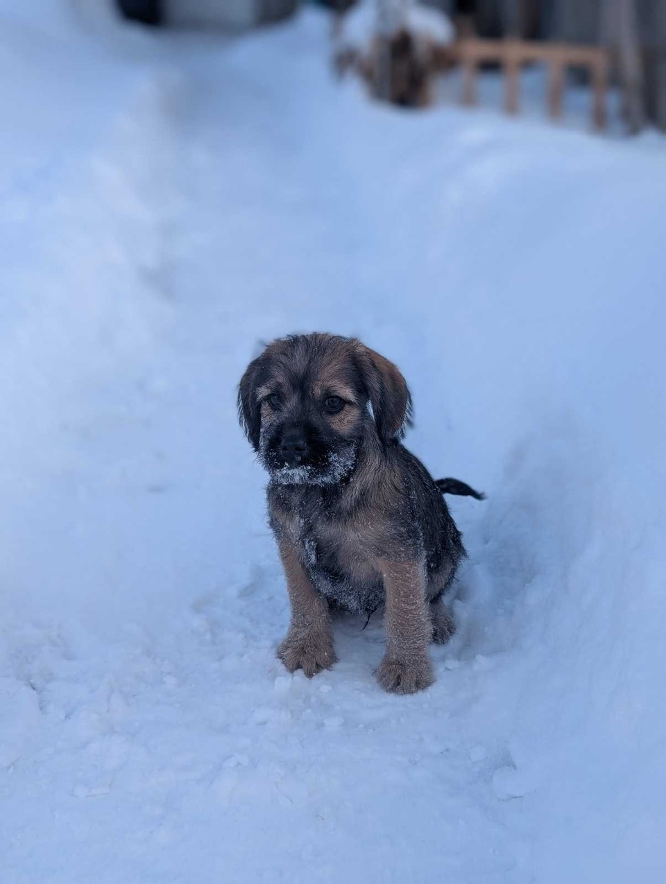 Cockapoo and terrier | Dogs & Puppies for Rehoming | Strathcona County ...