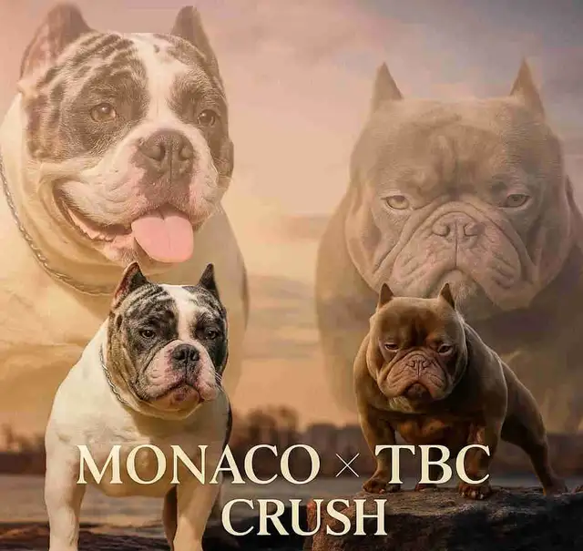 micro American bulldog puppie | Dogs & Puppies for Rehoming | Cape ...