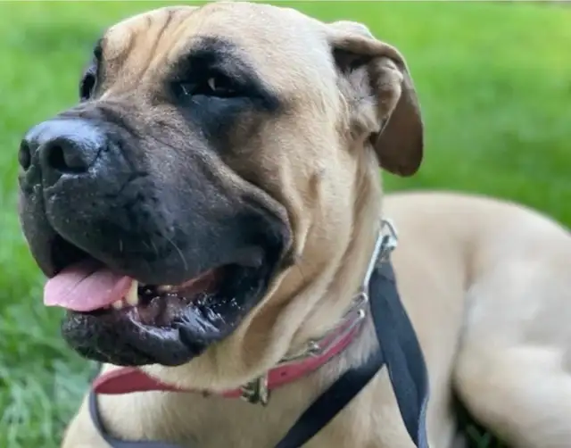 ️PRICE TO GO FAST ️ | Dogs & Puppies for Rehoming | Ottawa | Free local ...