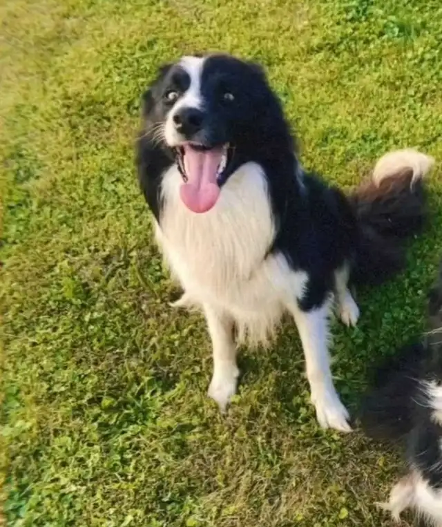 Border collie/Labradoodle mix | Dogs & Puppies for Rehoming | Brantford ...