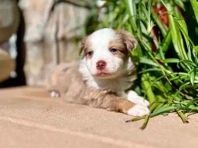 Adopt or Rehome Pets Locally in Vancouver | Free Local Classifieds - Kijiji