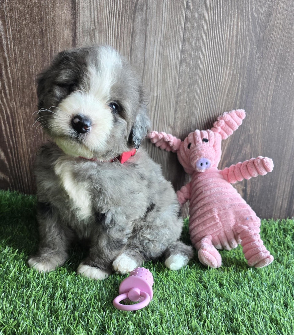 Bernedoodle + St bernedoodle puppies | Dogs & Puppies for Rehoming ...