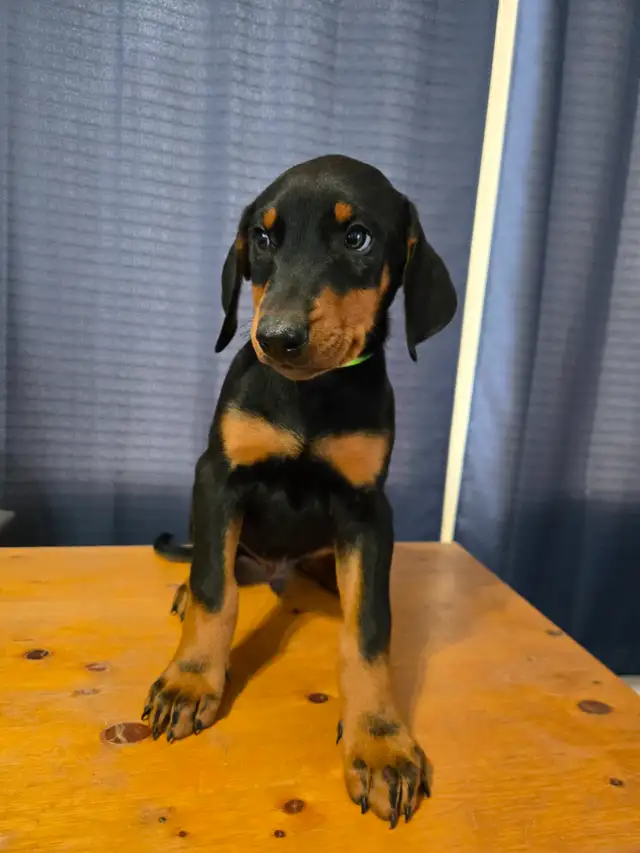Doberman puppy | Dogs & Puppies for Rehoming | Québec City | Free local ...