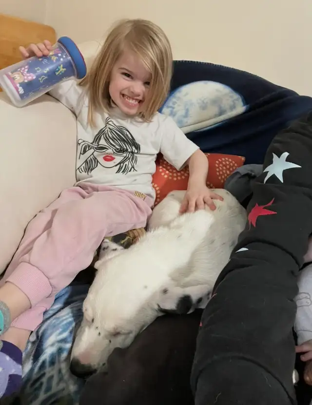 7 month old. Dalmatian- Dogo argintino | Dogs & Puppies for Rehoming ...