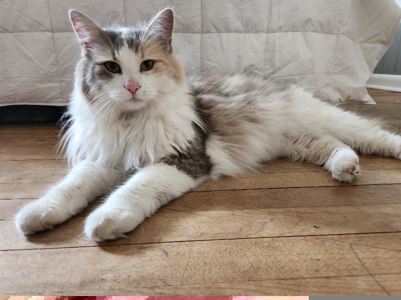 Free Cat!! | Cats & Kittens for Rehoming | Cornwall | Kijiji