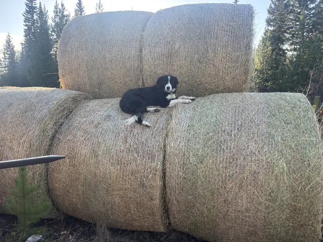 Border Collie | Dogs & Puppies for Rehoming | 100 Mile House | Free ...