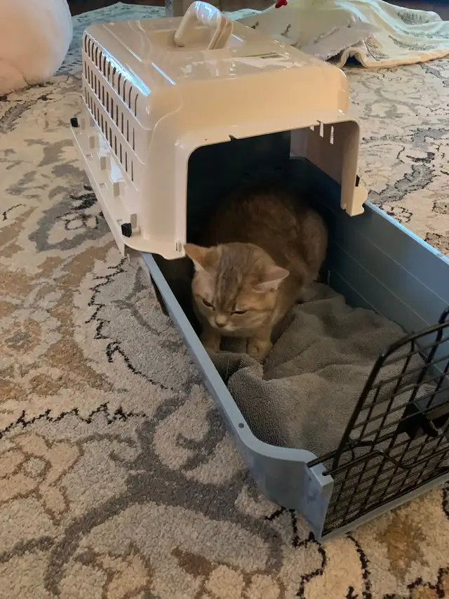 Beautiful British Short Hair Cat 6 month old female | Cats & Kittens ...