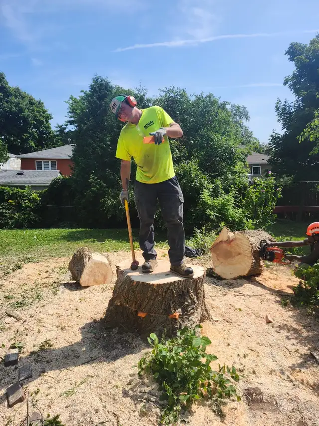 BEST PRICE TREE CUTTING / TRIMMING /STUMP GRINDING | Lawn, Tree Maintenance & Eavestrough ...