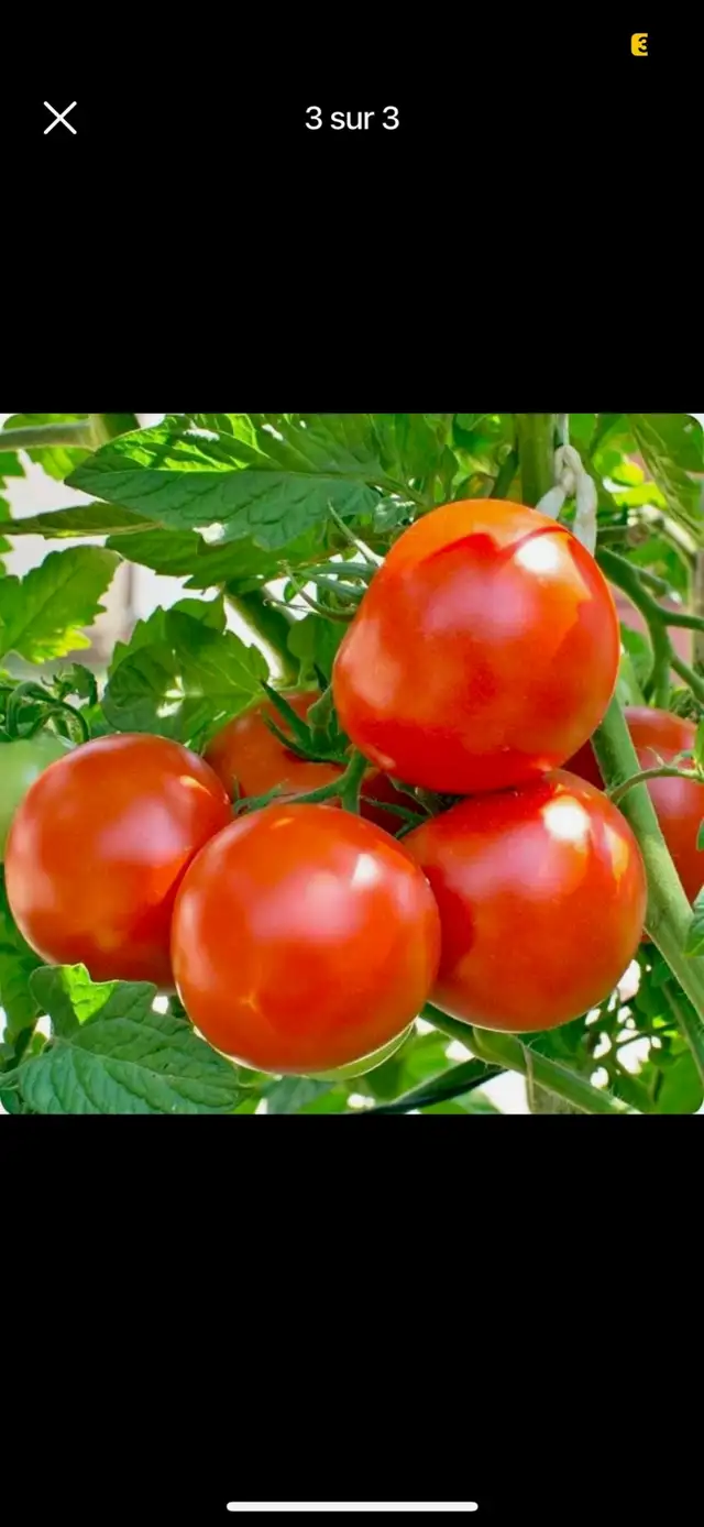 Beefsteak tomato - 3$ each | Plants, Fertilizer & Soil | Calgary | Free ...