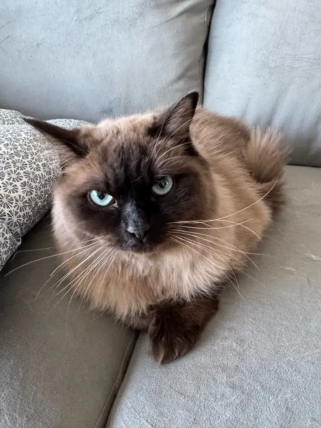 Ragdoll cat | Cats & Kittens for Rehoming | City of Halifax | Free ...