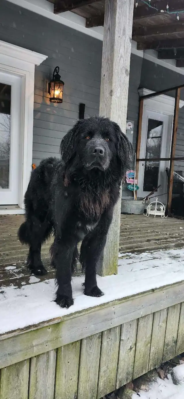 Newfoundland × Bernese Mountain Dog – 3.5 Year Old Male | Dogs ...